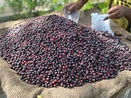 Falsa juice, Fresh falsa,Summer fruit,falsa seeds. – Fakhre Pakistan ...